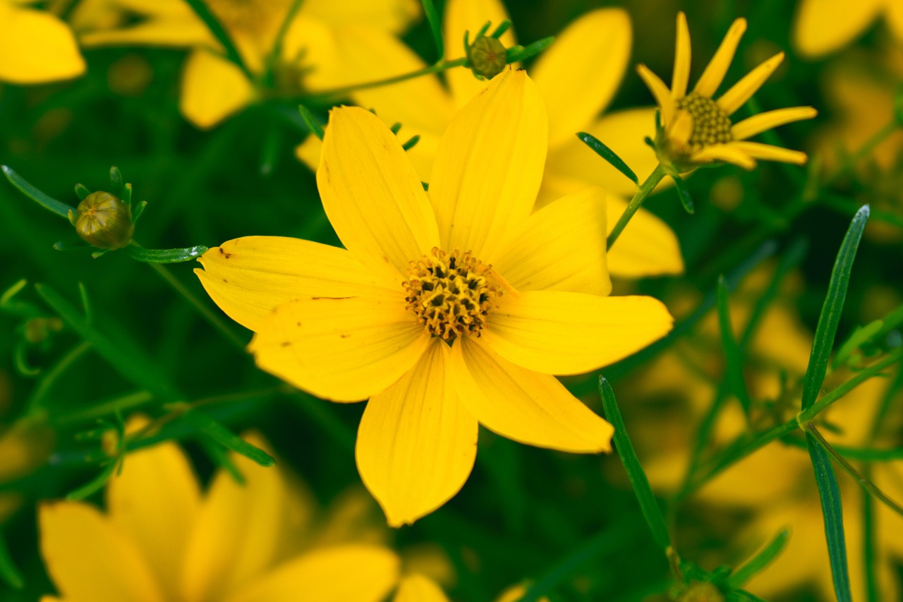 Fleur Jaune Bloom Pétales - Photo gratuite sur Pixabay - Pixabay