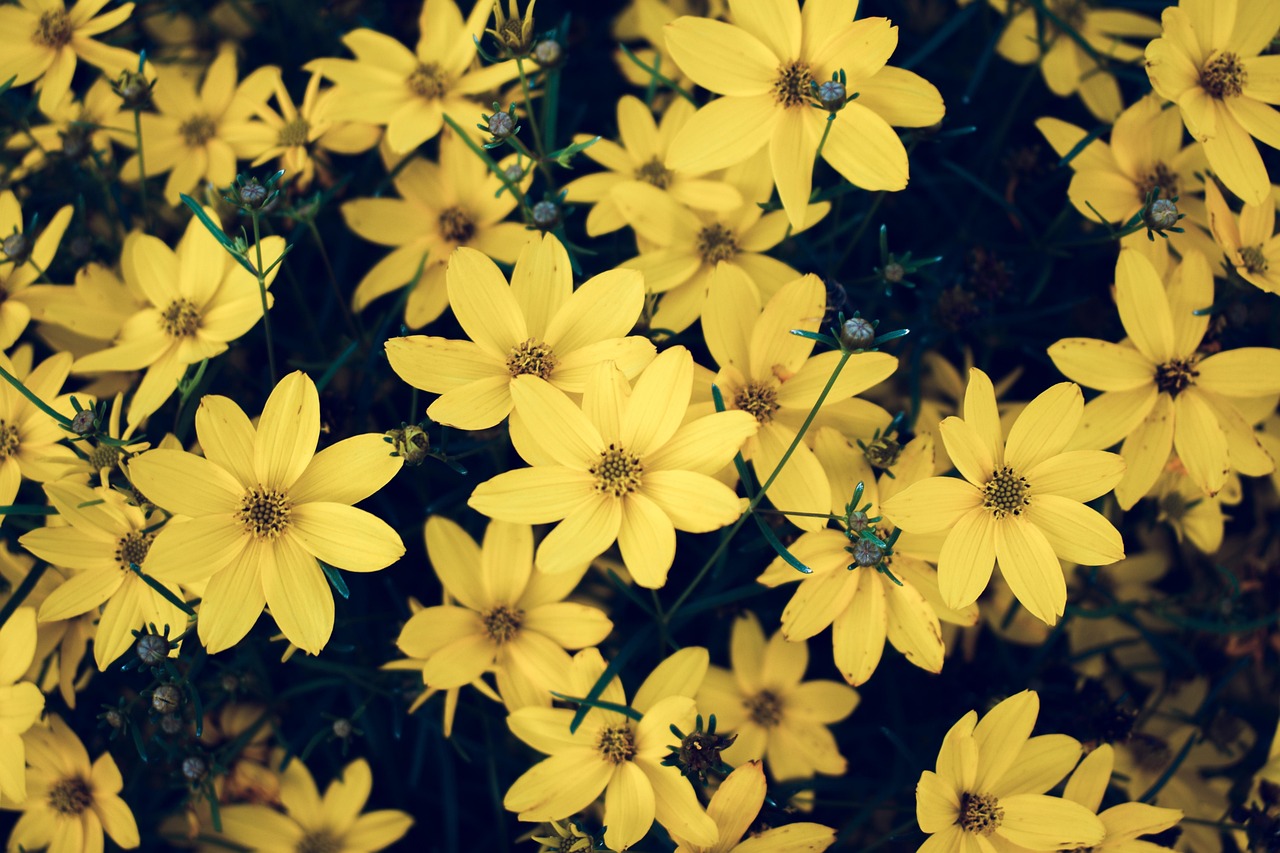 Fleur Jaune Bloom Pétales - Photo gratuite sur Pixabay - Pixabay