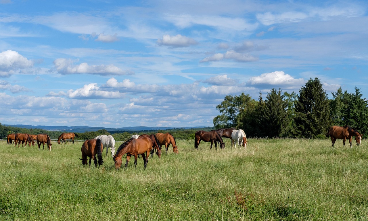 Horse Gaul Herd - Free photo on Pixabay