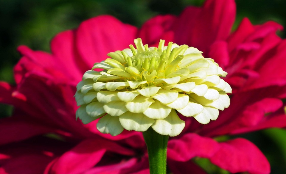 Zinnia Fleur Blanche - Photo gratuite sur Pixabay - Pixabay