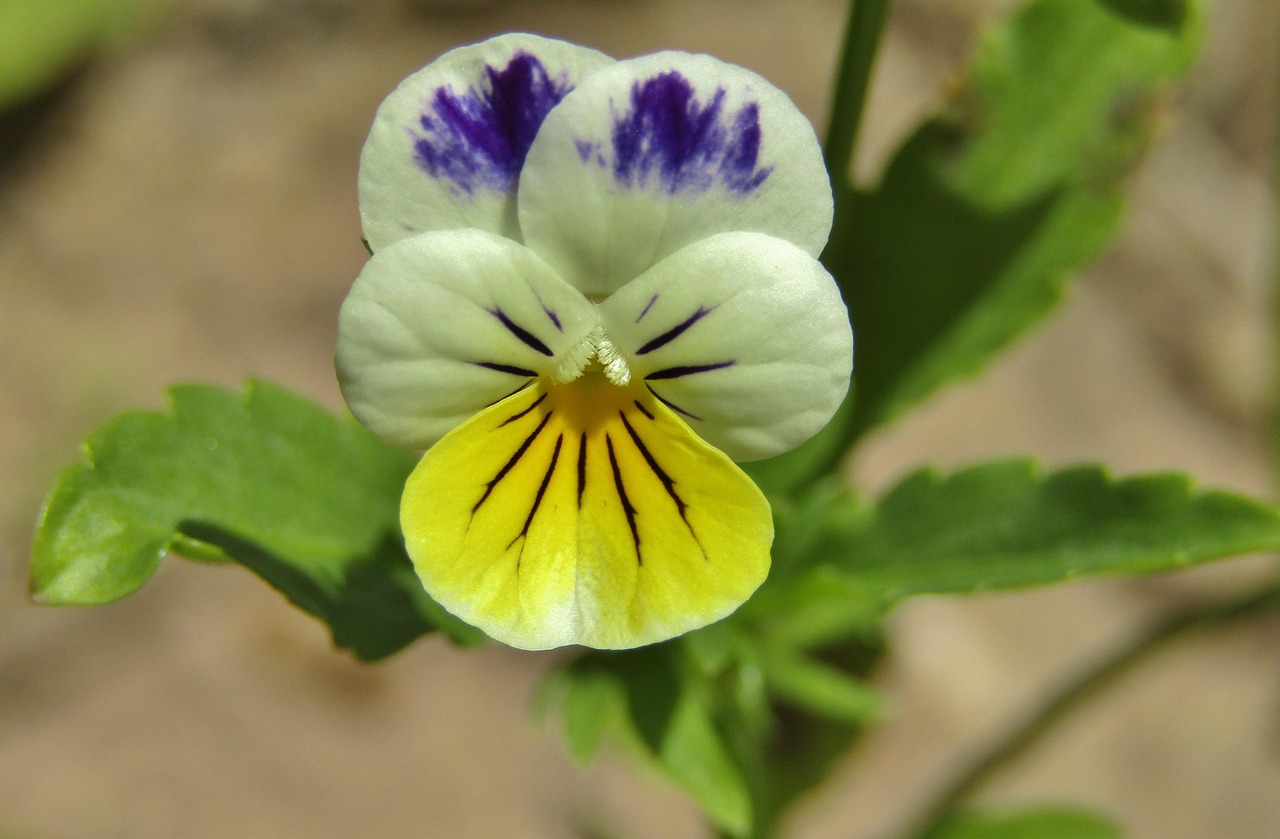400–500 Mini Pansy - Free photo on Pixabay - Pixabay
