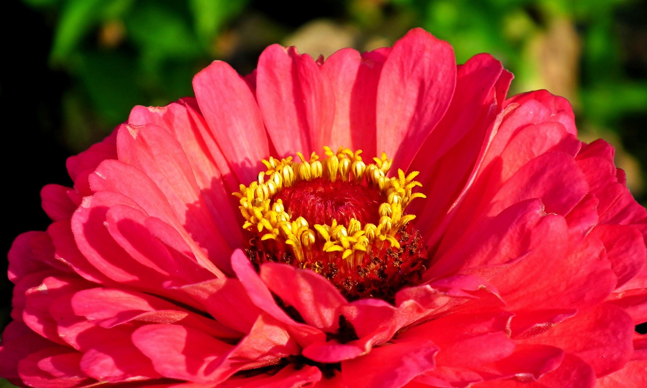 Blume Zinnie Das Innere Der - Kostenloses Foto auf Pixabay - Pixabay