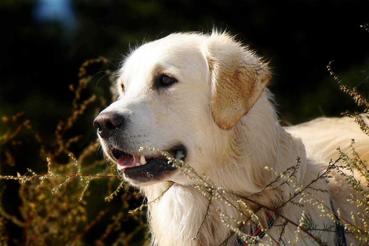 Golden Retriever Chien Animal - Photo gratuite sur Pixabay - Pixabay