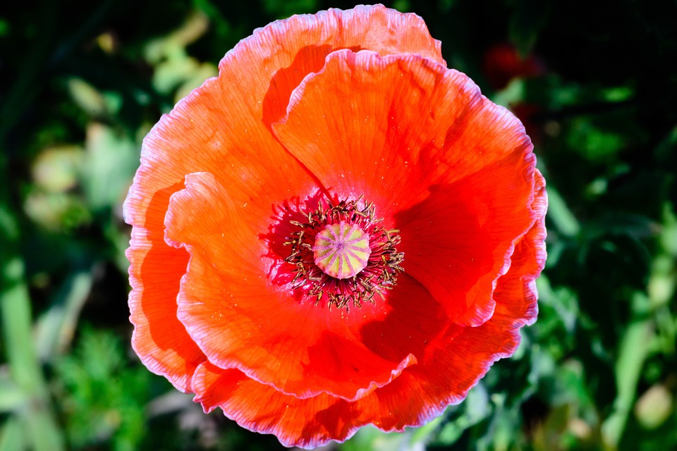 Flowers Red Nature - Free photo on Pixabay