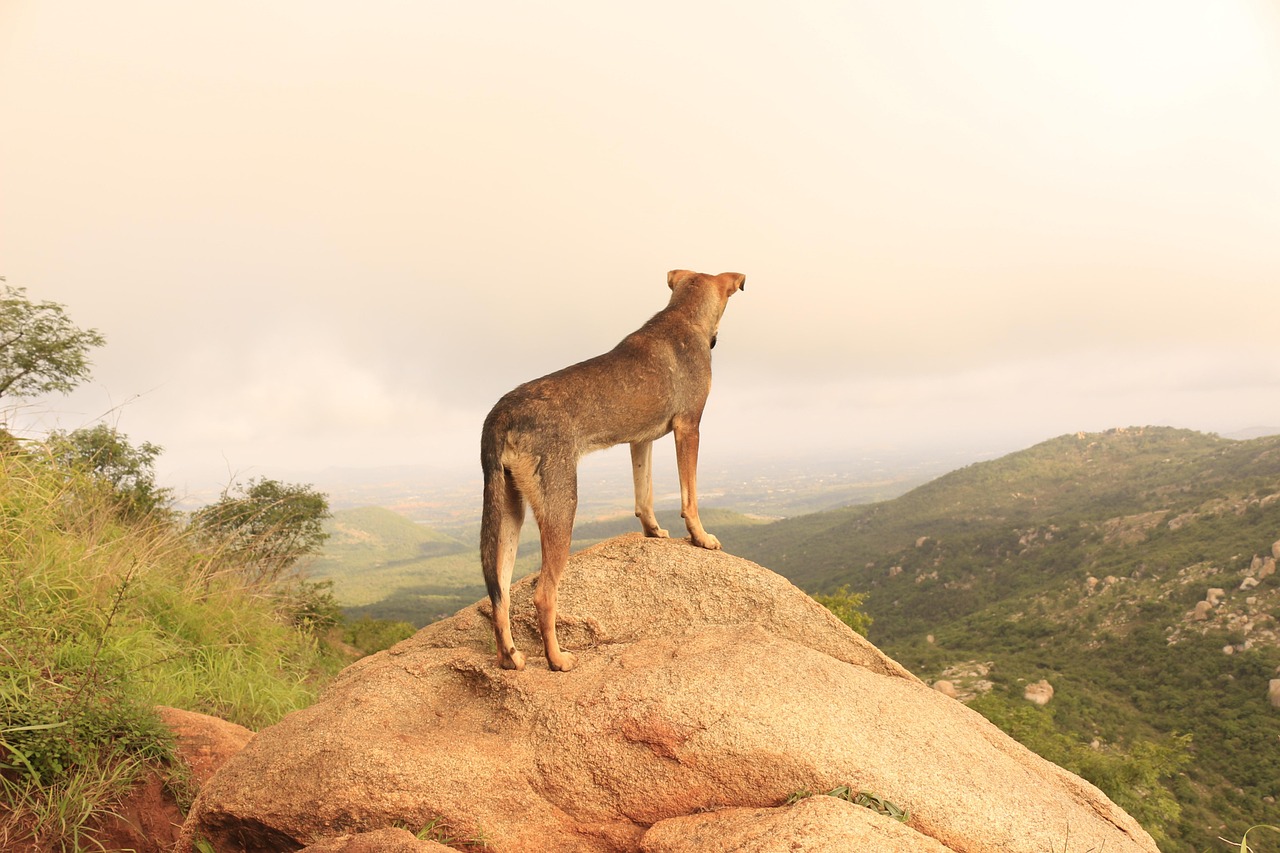 Dog Hill Nature - Free photo on Pixabay