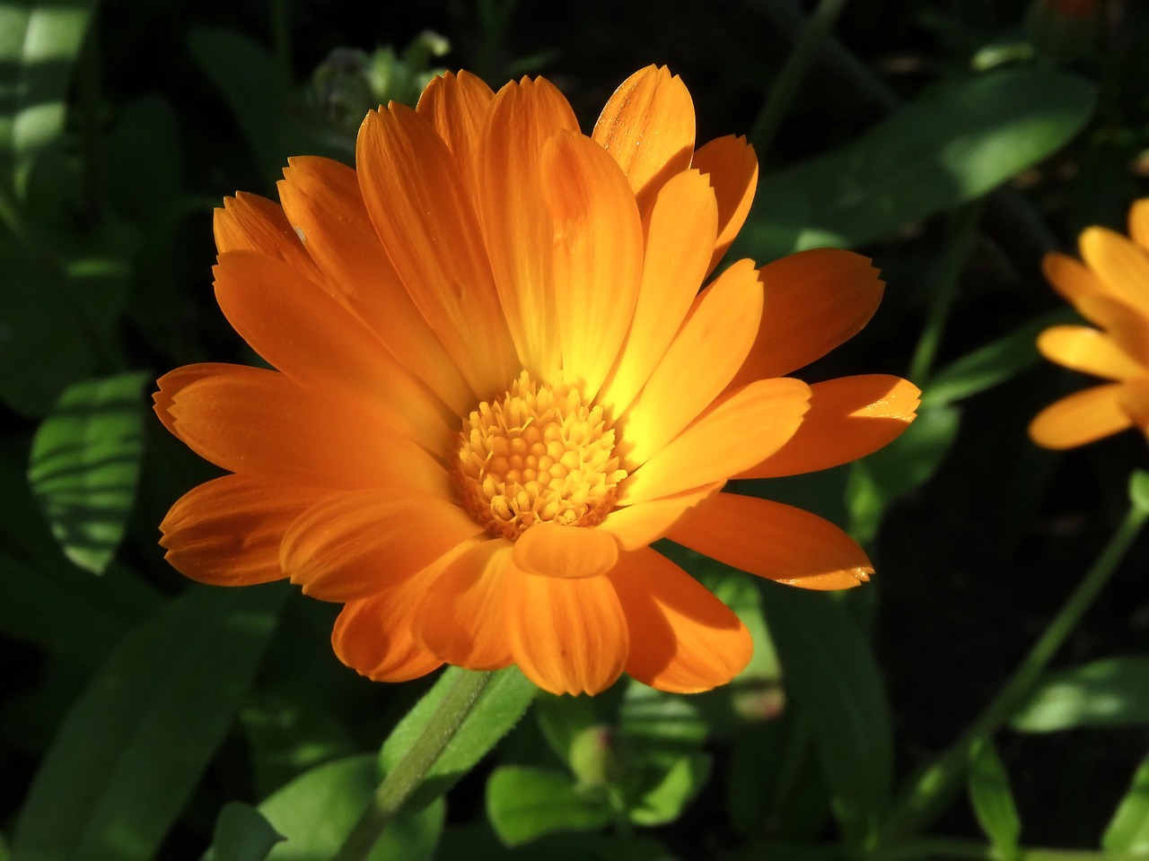 700+ Free Calendula & Marigold Images - Pixabay