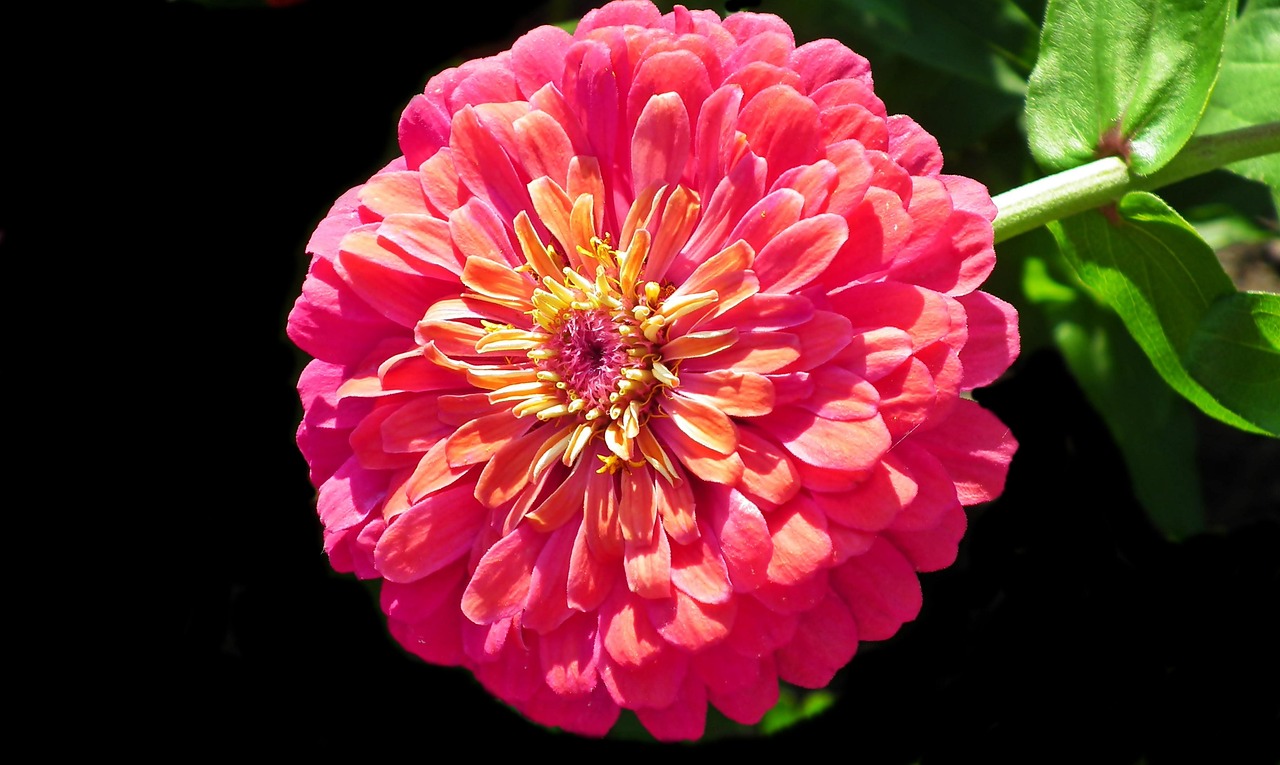 Zinnia Fleur Jardin - Photo gratuite sur Pixabay - Pixabay