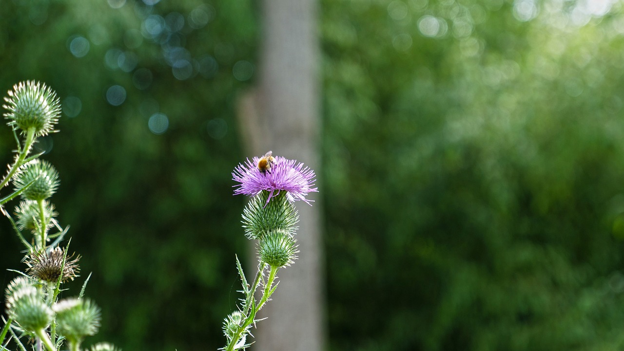 Thistle Bunga Lebah - Foto gratis di Pixabay - Pixabay