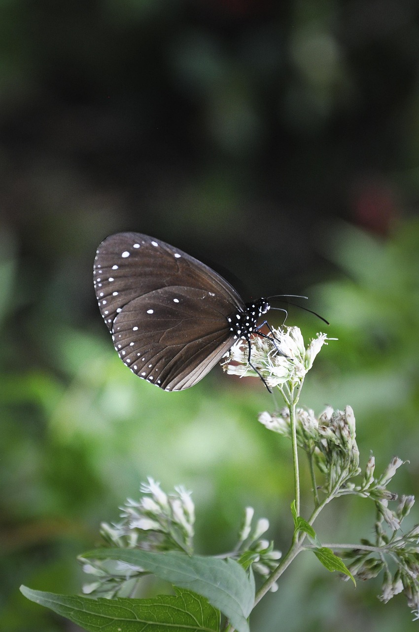 超过 30000 张关于“Butterfly Revolution”和“蝴蝶”的免费图片 - Pixabay