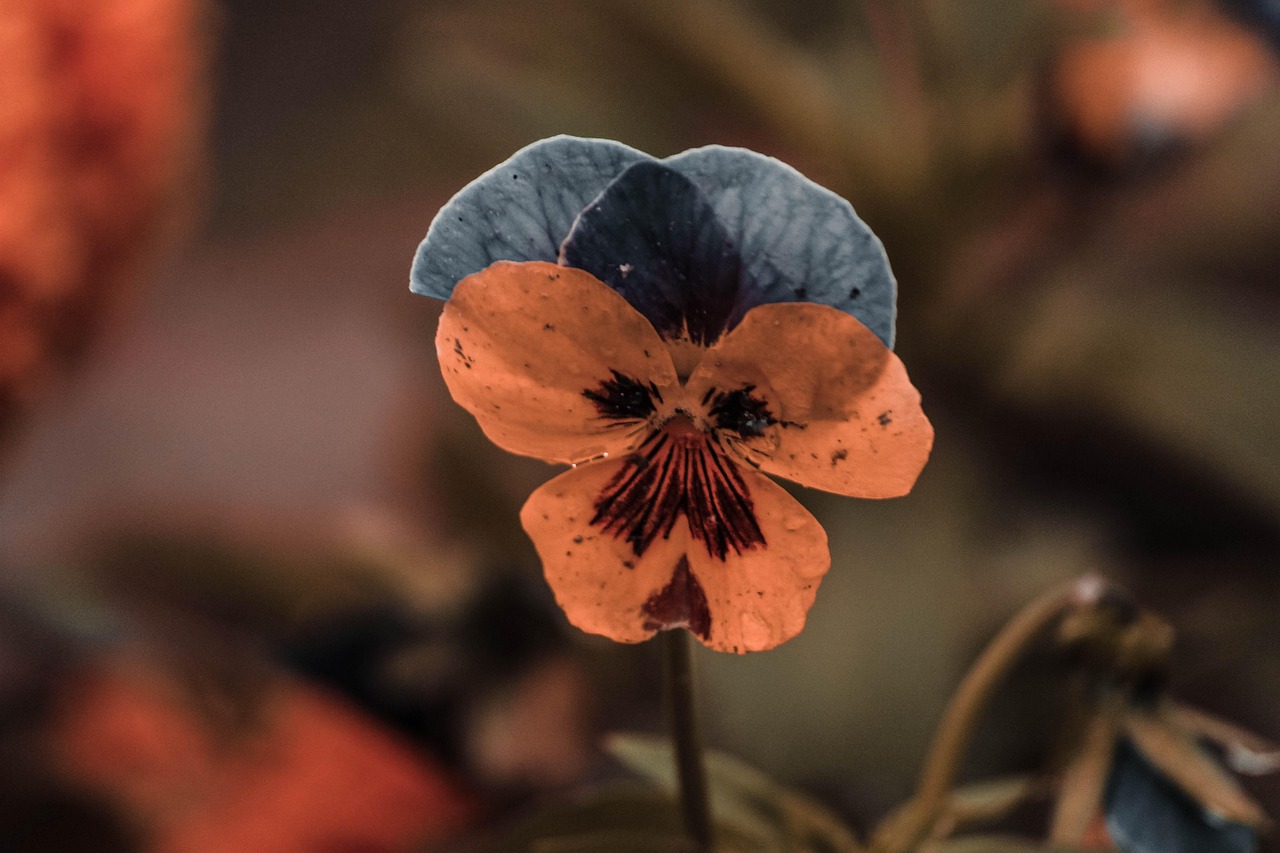 Flower Color Yellow - Free photo on Pixabay - Pixabay