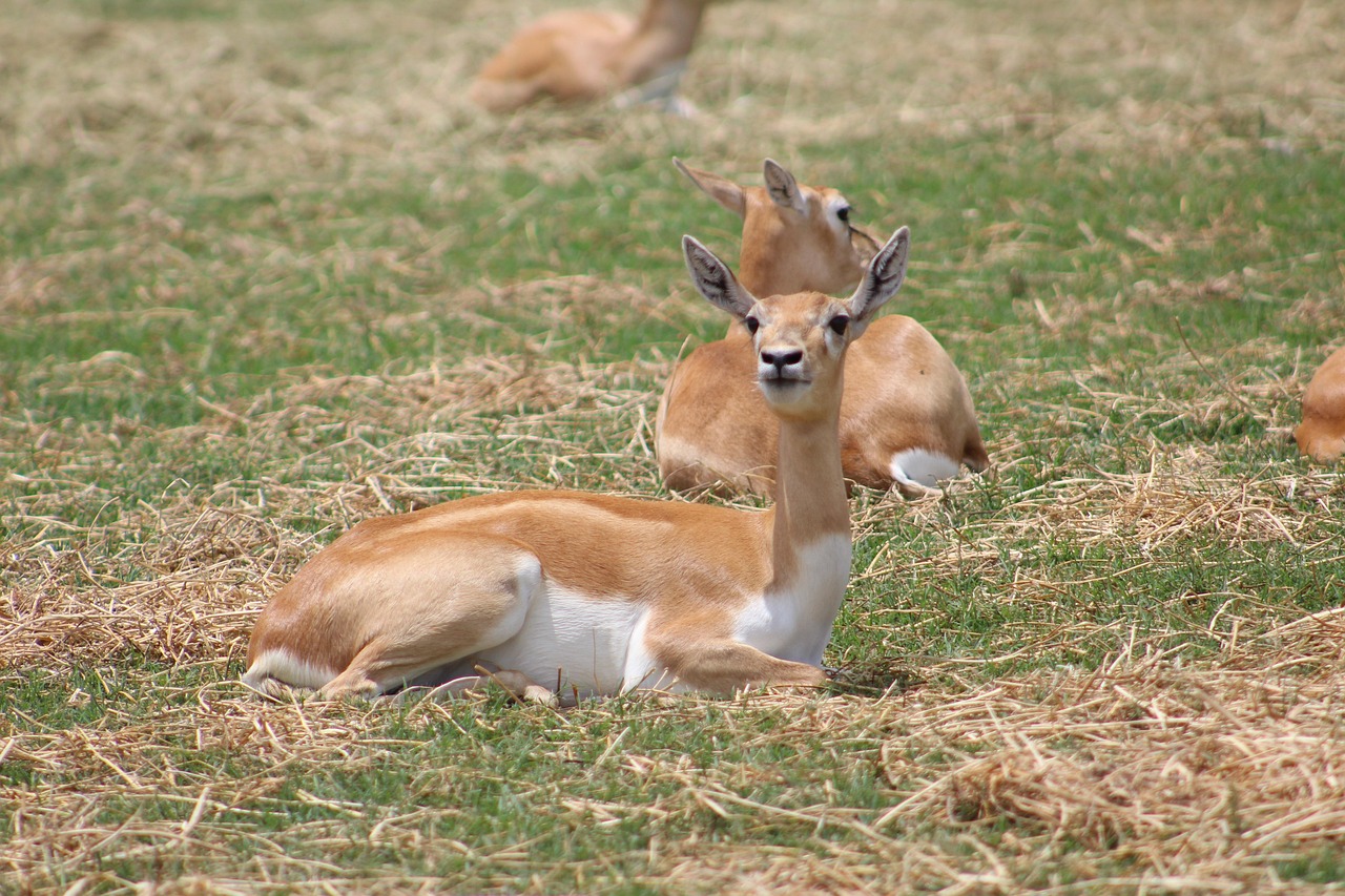 30+ Free Guanaco & Patagonia Images - Pixabay
