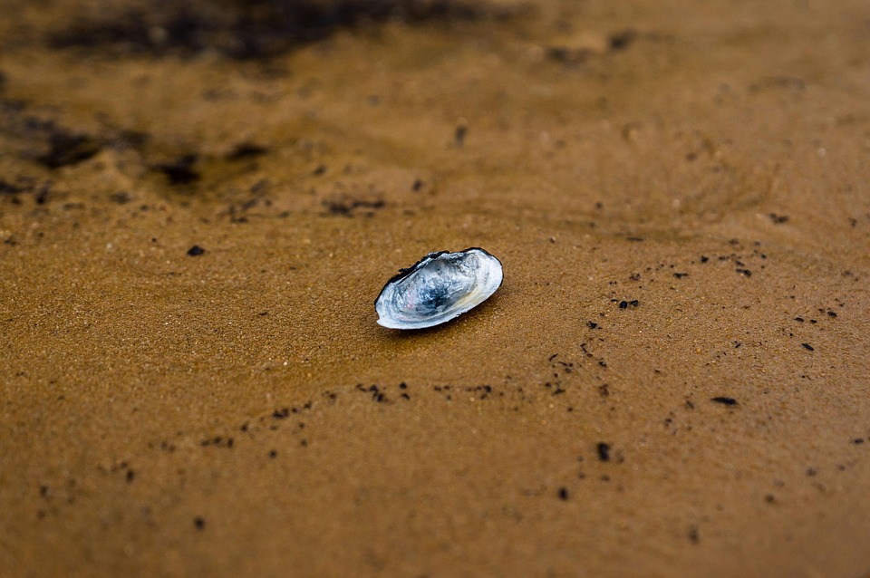 Seashell Schelpen Natuur - Gratis foto op Pixabay - Pixabay