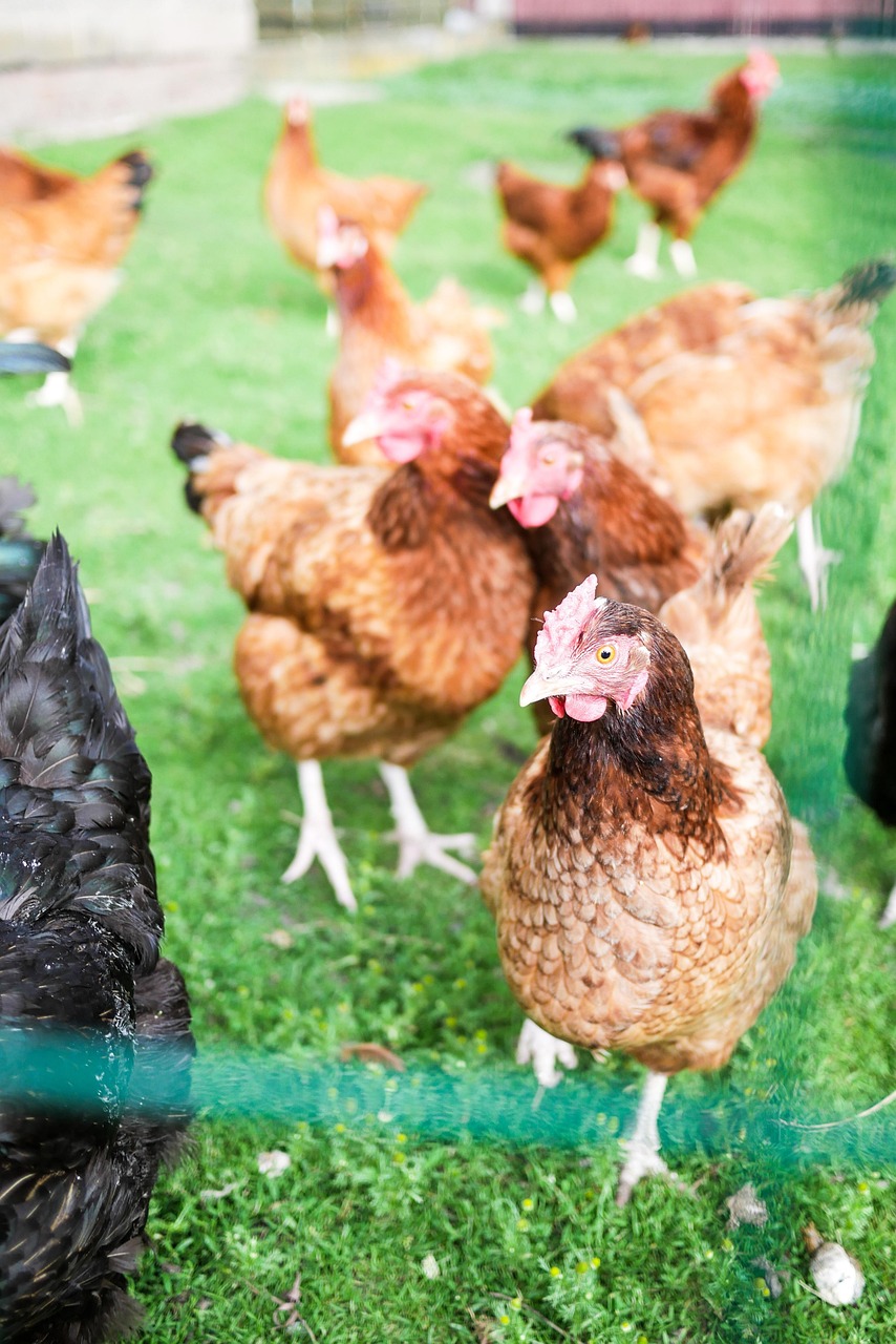 Poulets Gazon Village - Photo gratuite sur Pixabay - Pixabay