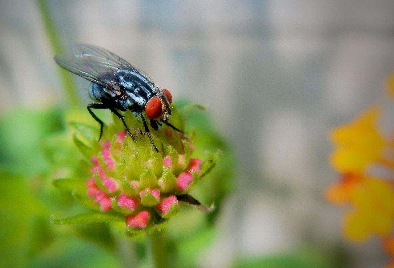 200+ Free Plague & Nature Images - Pixabay