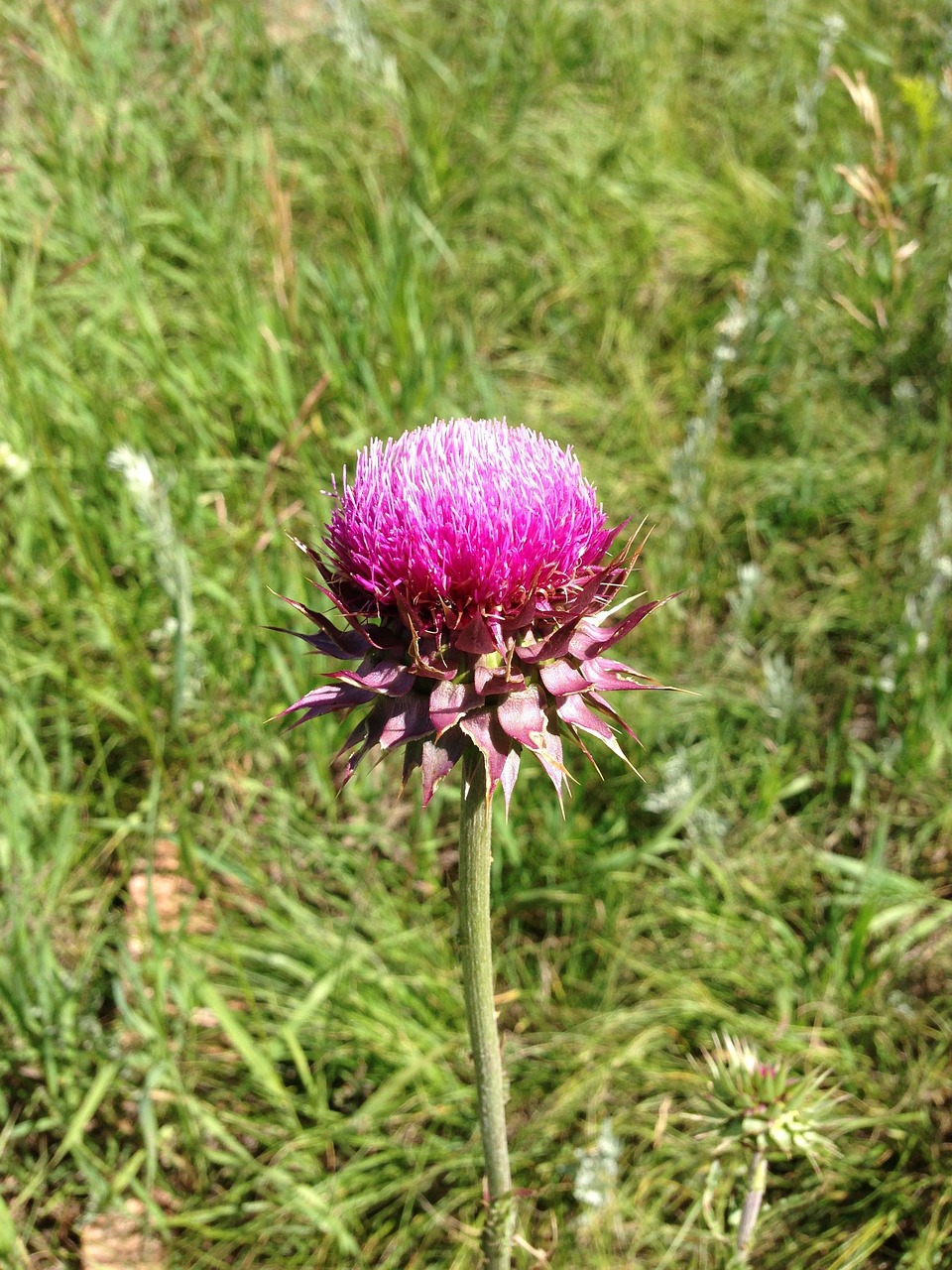 Fleur Chardon Bloom - Photo gratuite sur Pixabay - Pixabay