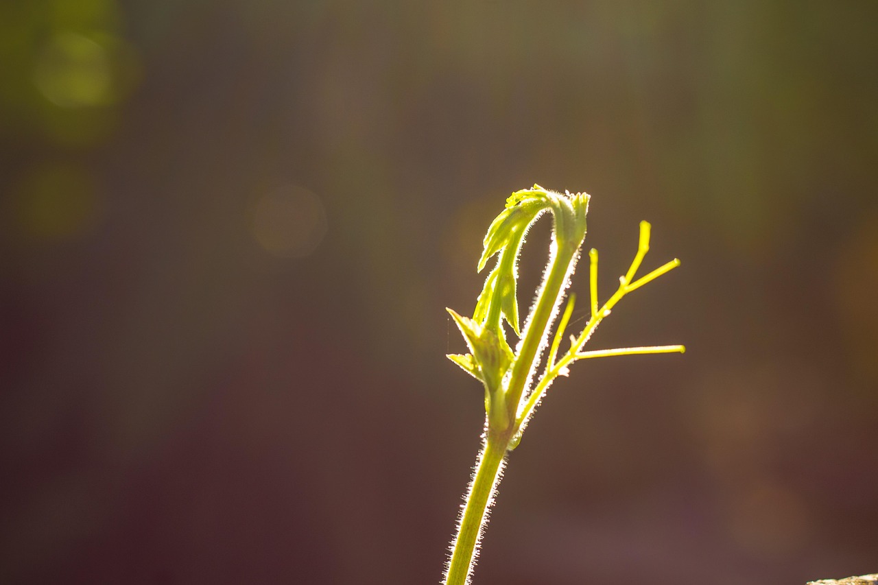 Plus de 20 000 images de Free High Resolution et de Free-Lance - Pixabay