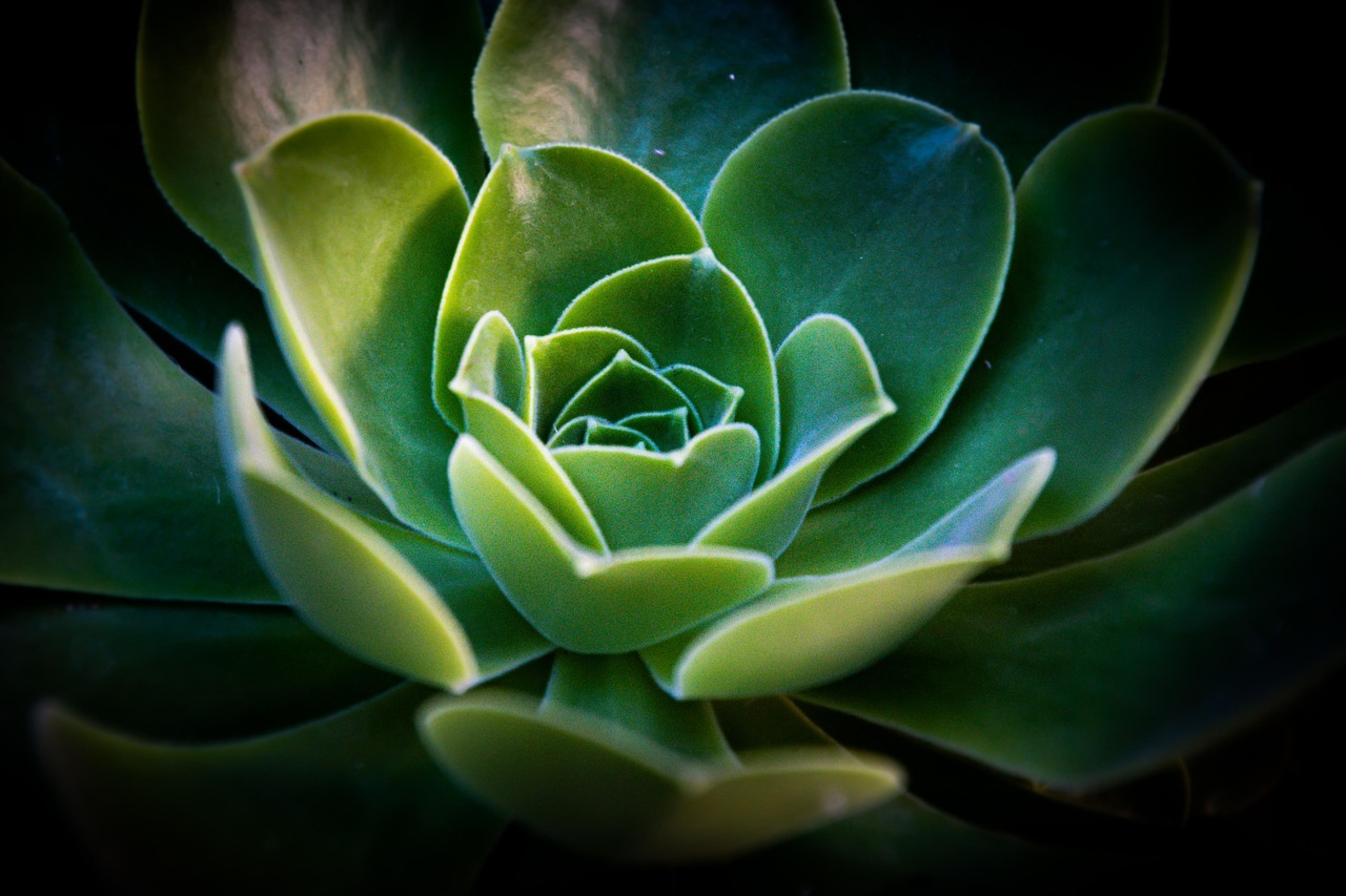 Cactus Vert Nature - Photo gratuite sur Pixabay - Pixabay Cactus Vert Nature - Photo gratuite sur Pixabay - Pixabay