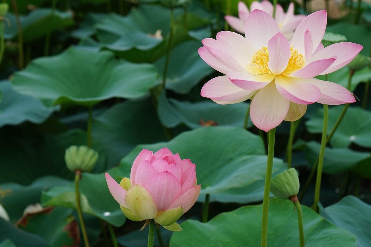 Summer Lotus Flower Wallpaper Lotus Flowers Make You Feel That The