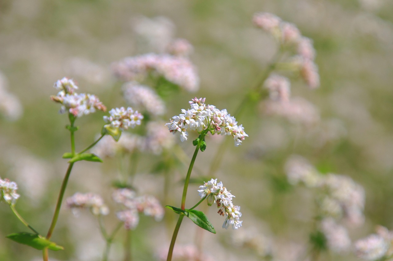 Plant Buckwheat White - Free photo on Pixabay - Pixabay