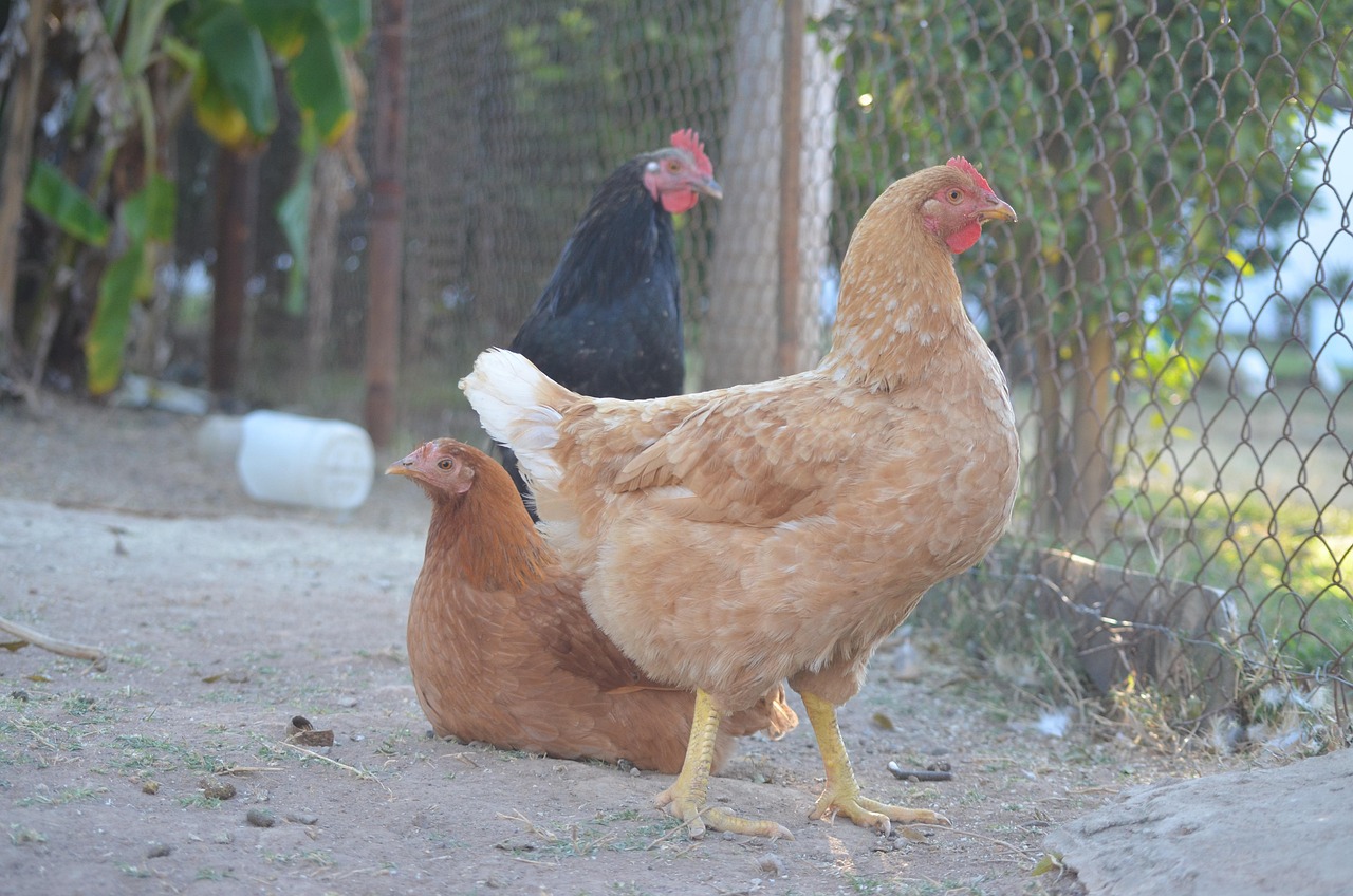 Chicken Chickens Poultry - Free photo on Pixabay - Pixabay