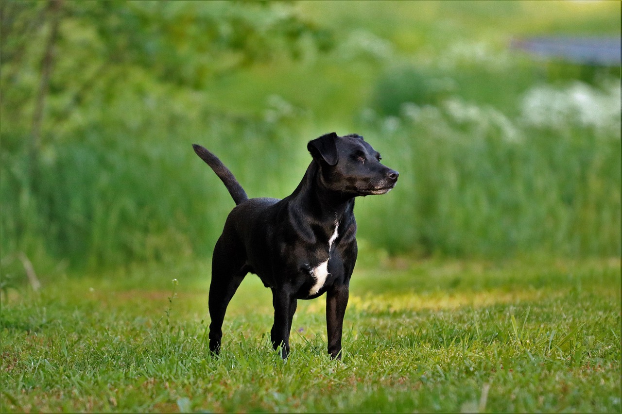 Terrier Dog Black - Free photo on Pixabay