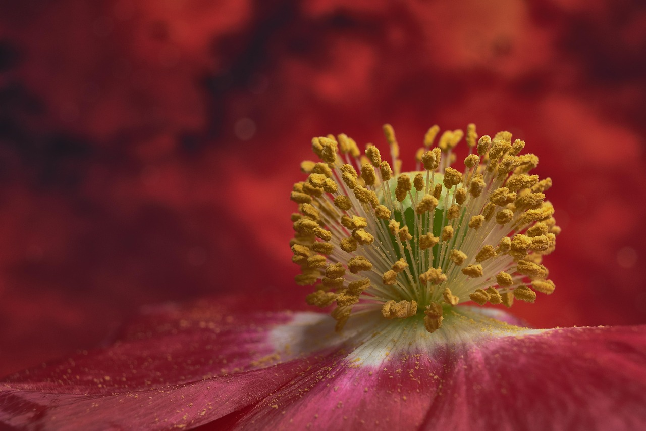 500,000+ Free Close-Up Flowers & Close Up Images - Pixabay