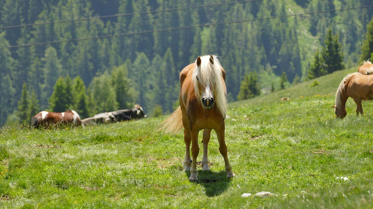 Cheval Haflinger Tyrol Du Sud - Photo gratuite sur Pixabay - Pixabay