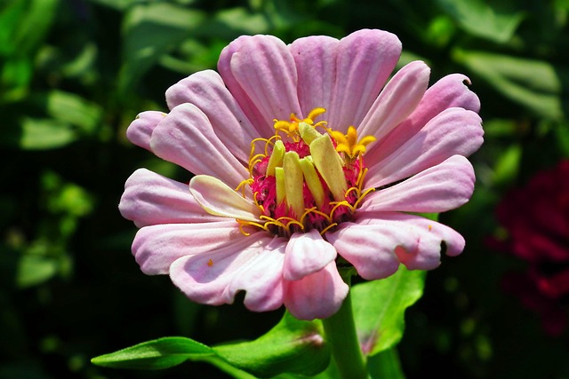 Zinnia Flor Vistoso - Foto gratis en Pixabay - Pixabay