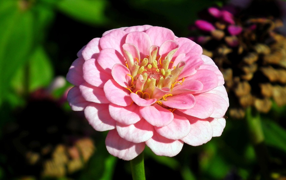 Zinnia Flor Rosado - Foto gratis en Pixabay - Pixabay