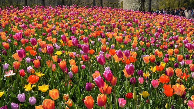 Prado Flor Tulipas Florescer - Foto gratuita no Pixabay - Pixabay