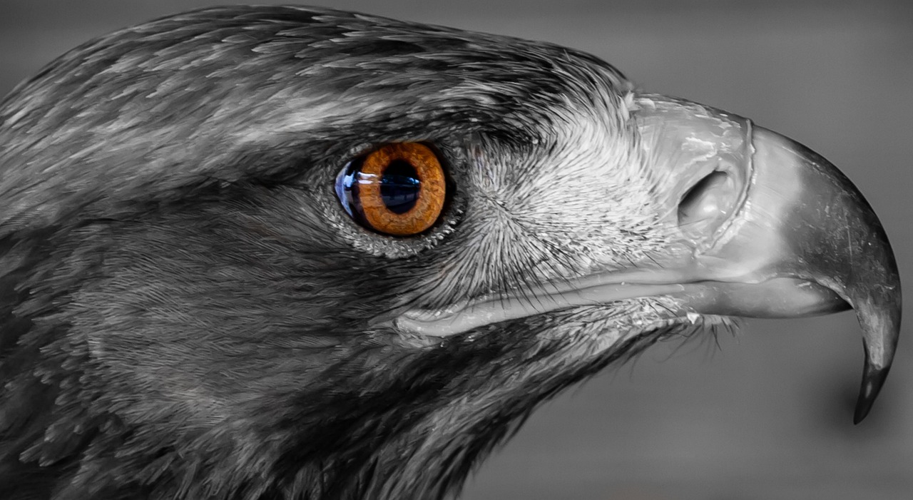 Harris Hawk Raptor Bird Of - Free photo on Pixabay