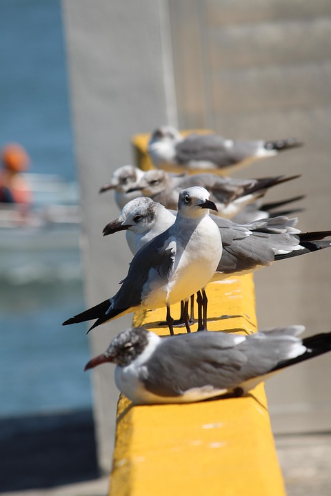 Fåglar Seagulls Mer - Gratis foto på Pixabay - Pixabay