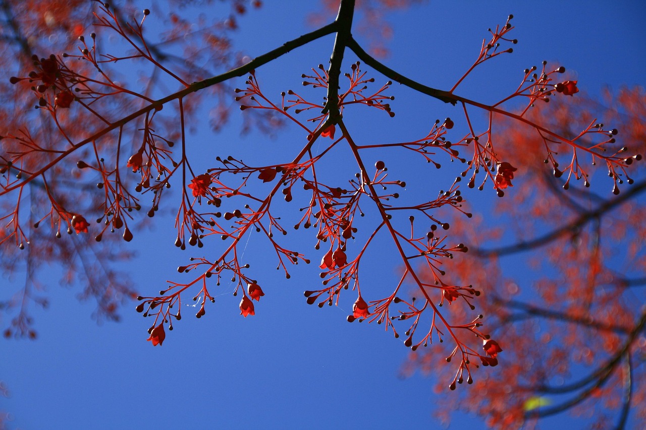 100+ Free Perth & Australia Images - Pixabay