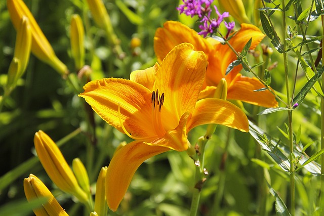 Lis Plante Fleur La - Photo gratuite sur Pixabay - Pixabay