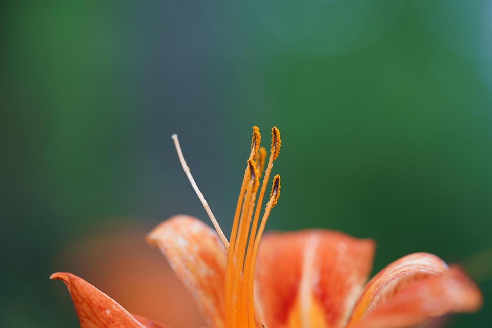 Orange Nature Garden - Free photo on Pixabay - Pixabay