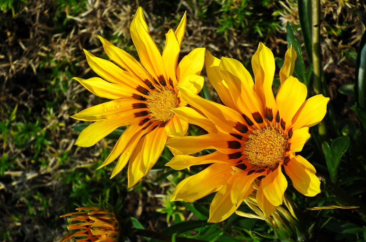 Flores Floreciente Naturaleza - Foto gratis en Pixabay - Pixabay