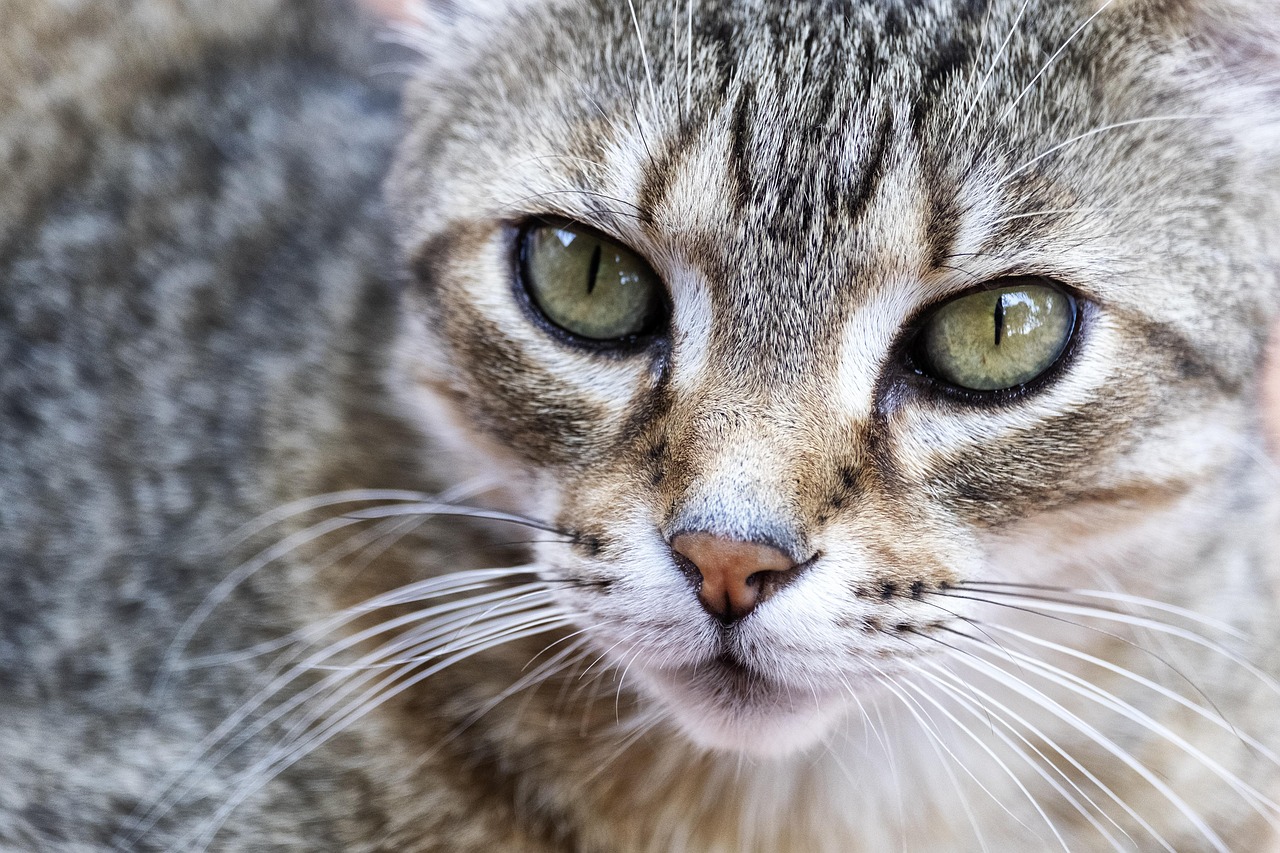 Kucing Imut Hidung - Foto gratis di Pixabay - Pixabay