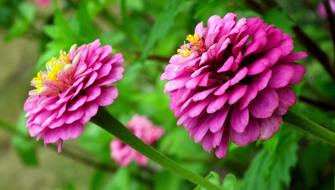 Zinnia Fleurs L'Été - Photo gratuite sur Pixabay - Pixabay
