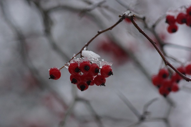 Snow Winter Red - Free photo on Pixabay - Pixabay