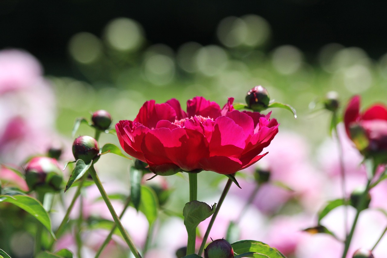 100,000+ Free Magenta Petals & Magenta Images - Pixabay
