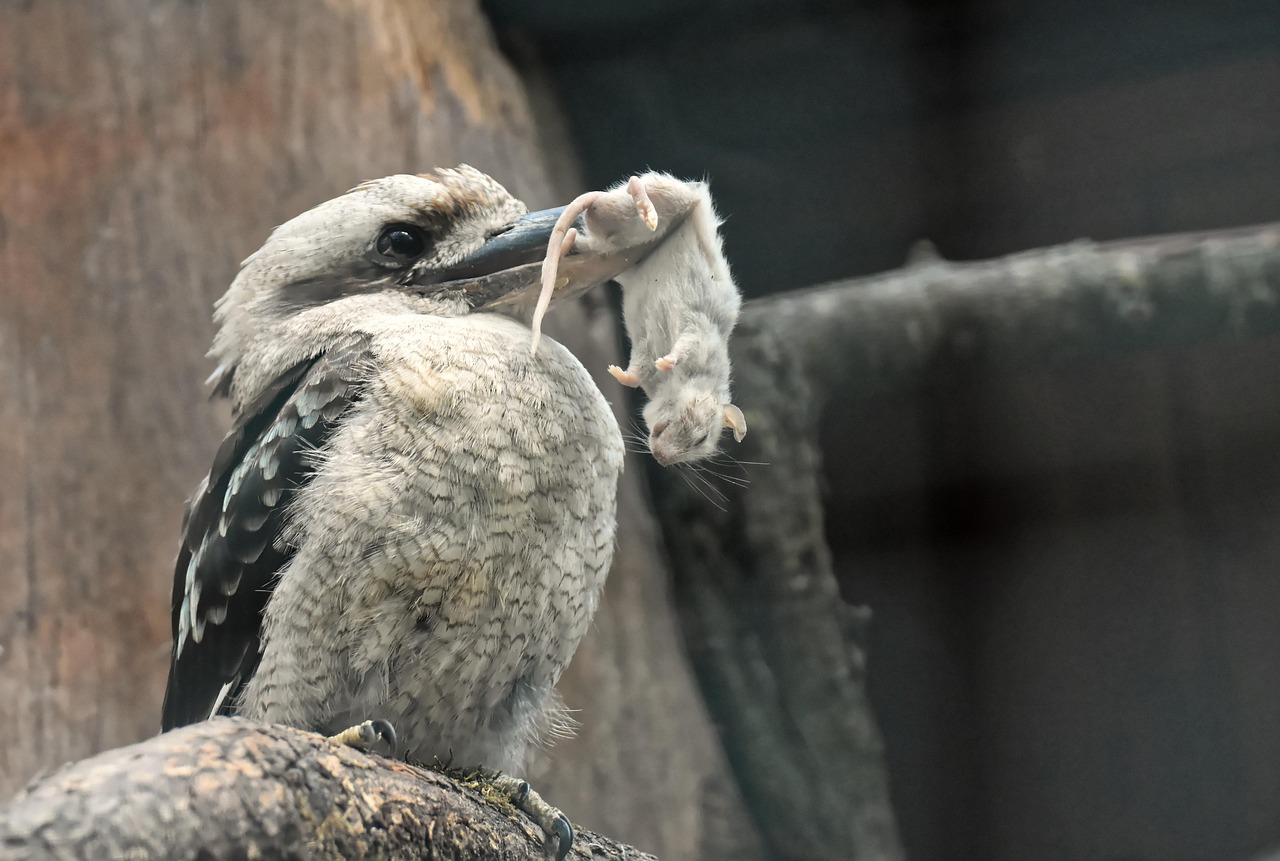 100,000+ Free Lachende Vögel & Nature Images - Pixabay