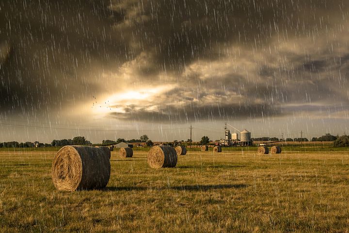 800+ Free Hay Bales & Hay Images