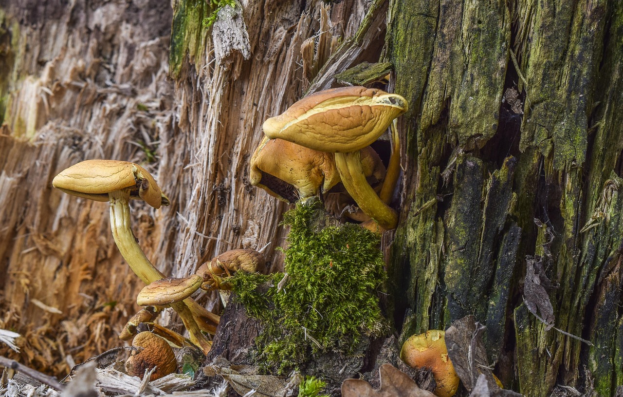 Jamur Alam Hutan - Foto gratis di Pixabay - Pixabay