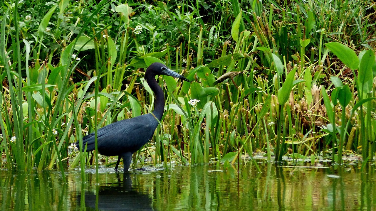 100+ Free Bayou & Louisiana Photos - Pixabay