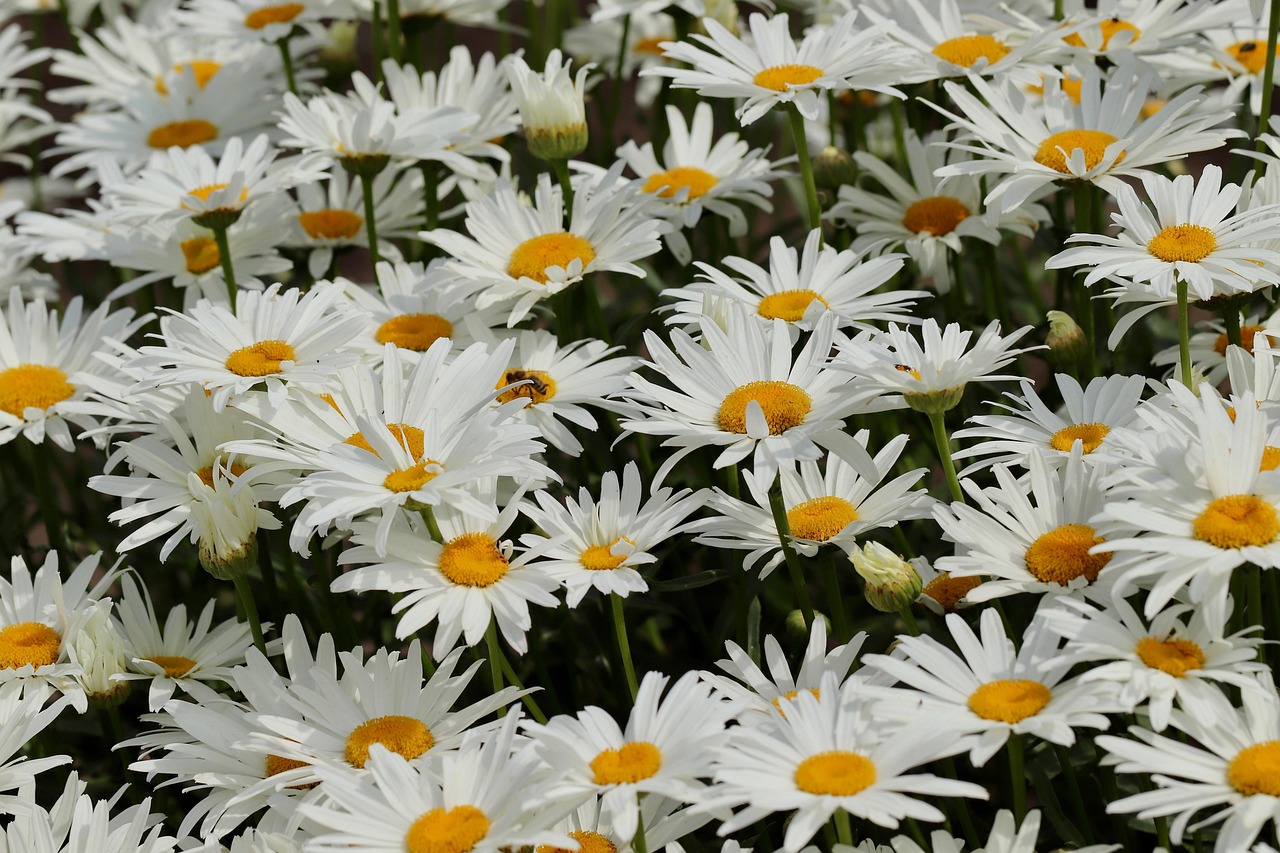 1.000+ kostenlose Margeriten und Natur-Bilder - Pixabay