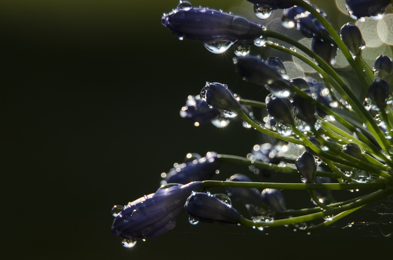 Fleur Bourgeon Flower - Photo gratuite sur Pixabay