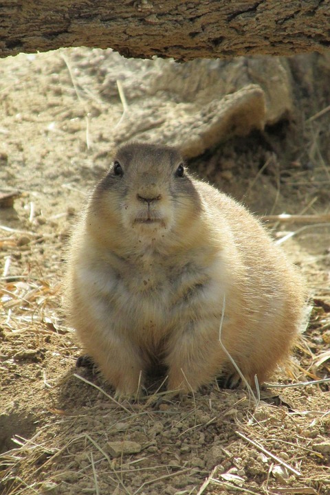 Prairie Dog Gopher Rodent - Free photo on Pixabay