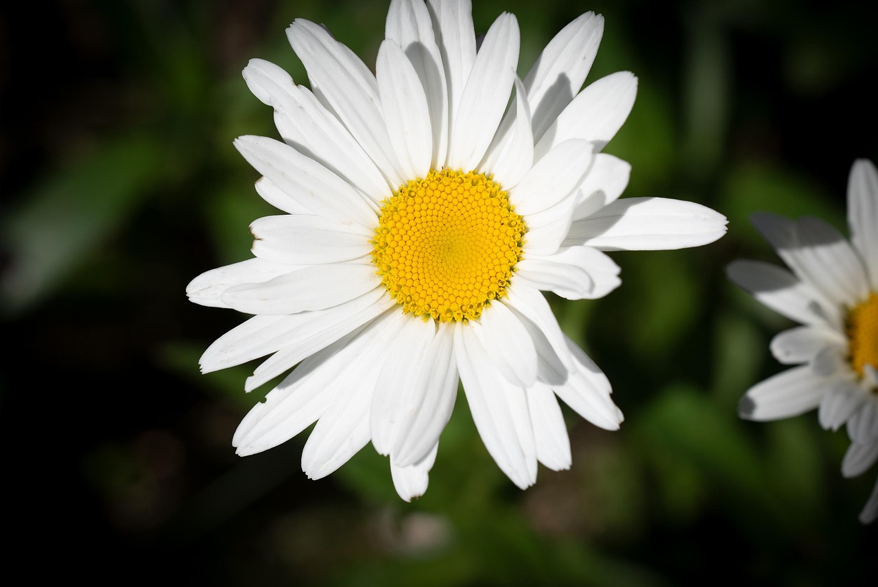 Fleur Blanche La Nature - Photo gratuite sur Pixabay - Pixabay