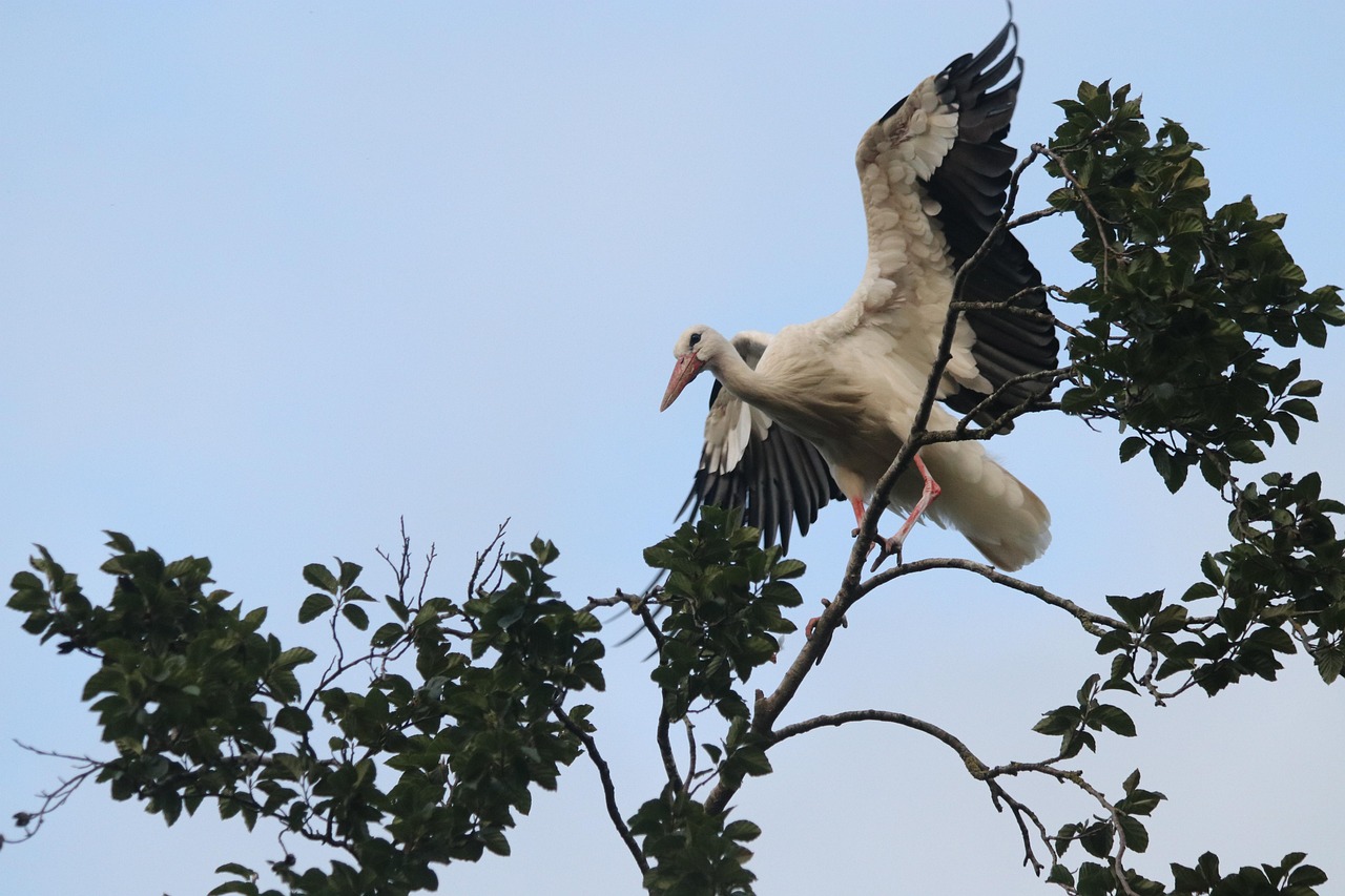 Cegonha Asa Árvore - Foto gratuita no Pixabay - Pixabay