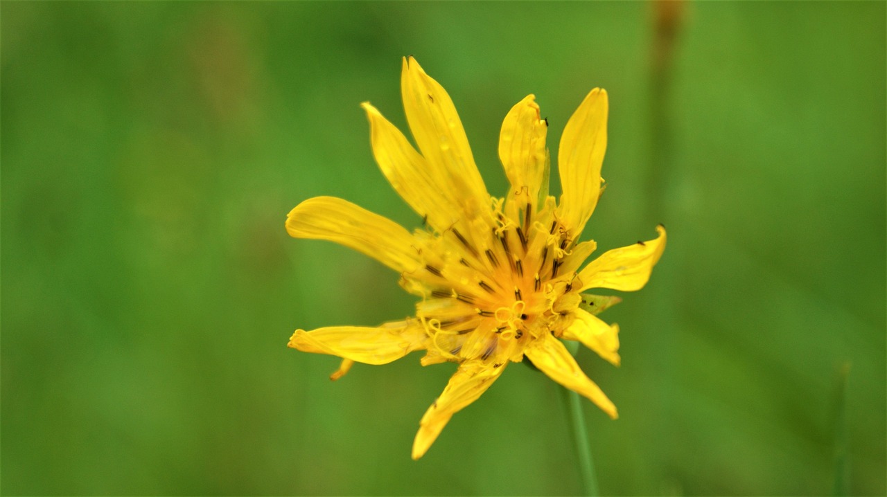 Kuning Venus Bunga Musim Panas - Foto gratis di Pixabay - Pixabay